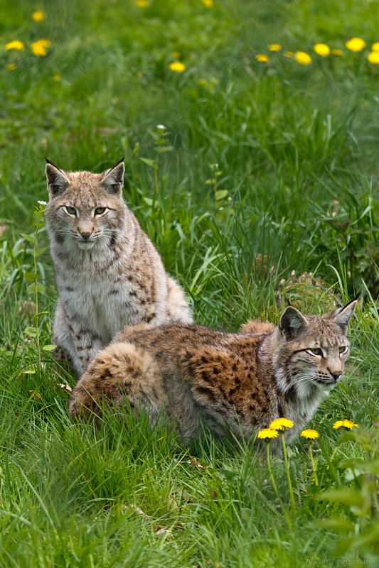 Luchse - Ranarion.de