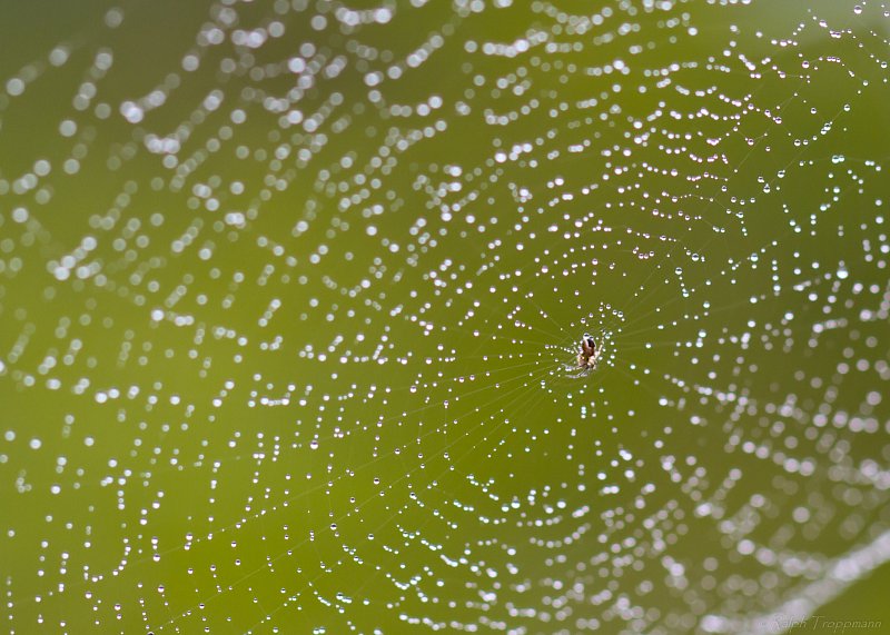 Spider - Ranarion.de