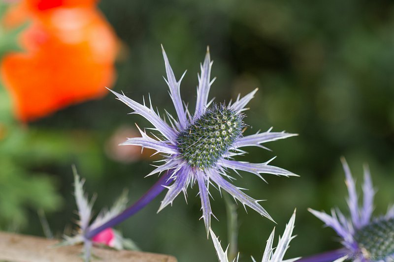 IMG-4985.jpg - Ranarion.de