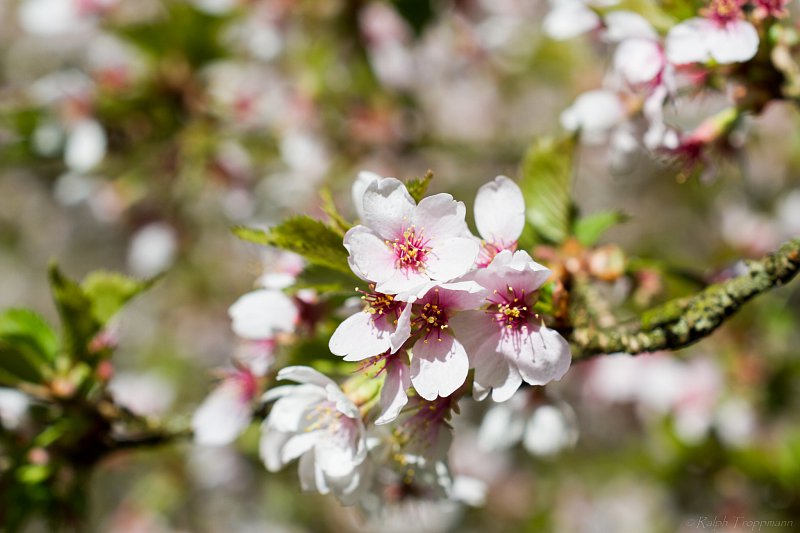 Yashica 50/1.4 mit Nahlinse - Ranarion.de