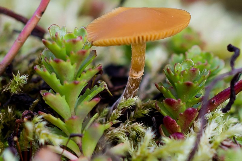 ein ganz kleiner - Ranarion.de